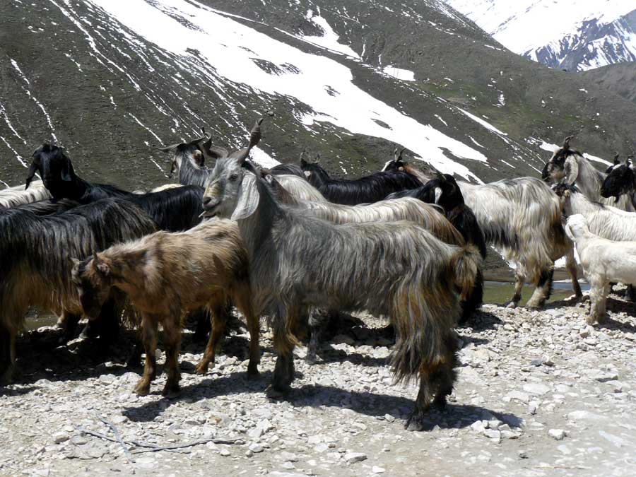 Just About Everything: Animals of Ladakh, India