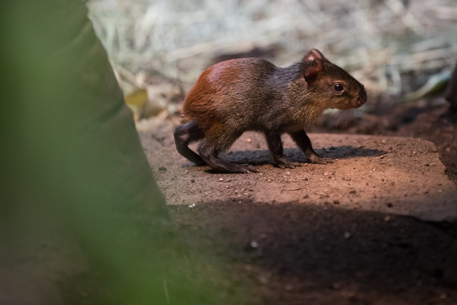 Birth announcement: Agouti pups rhymes with cutie pups!