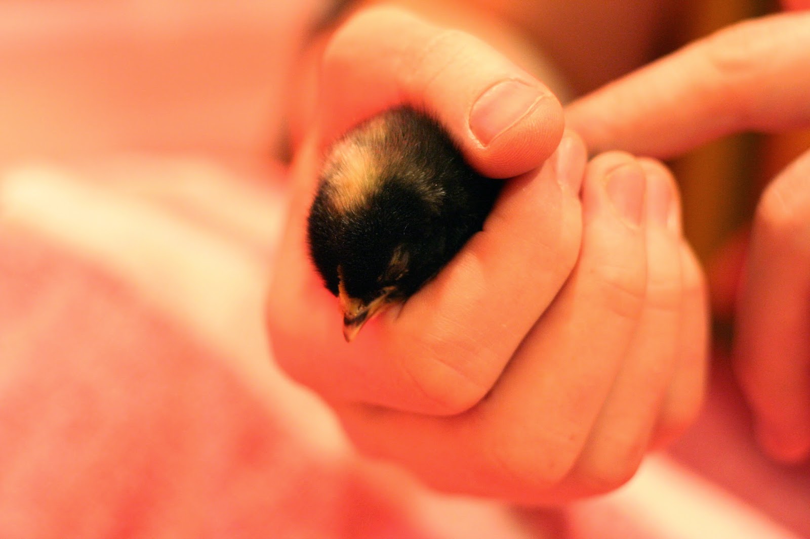 The Aquila Homestead: Chickens - A Spice Girl Update