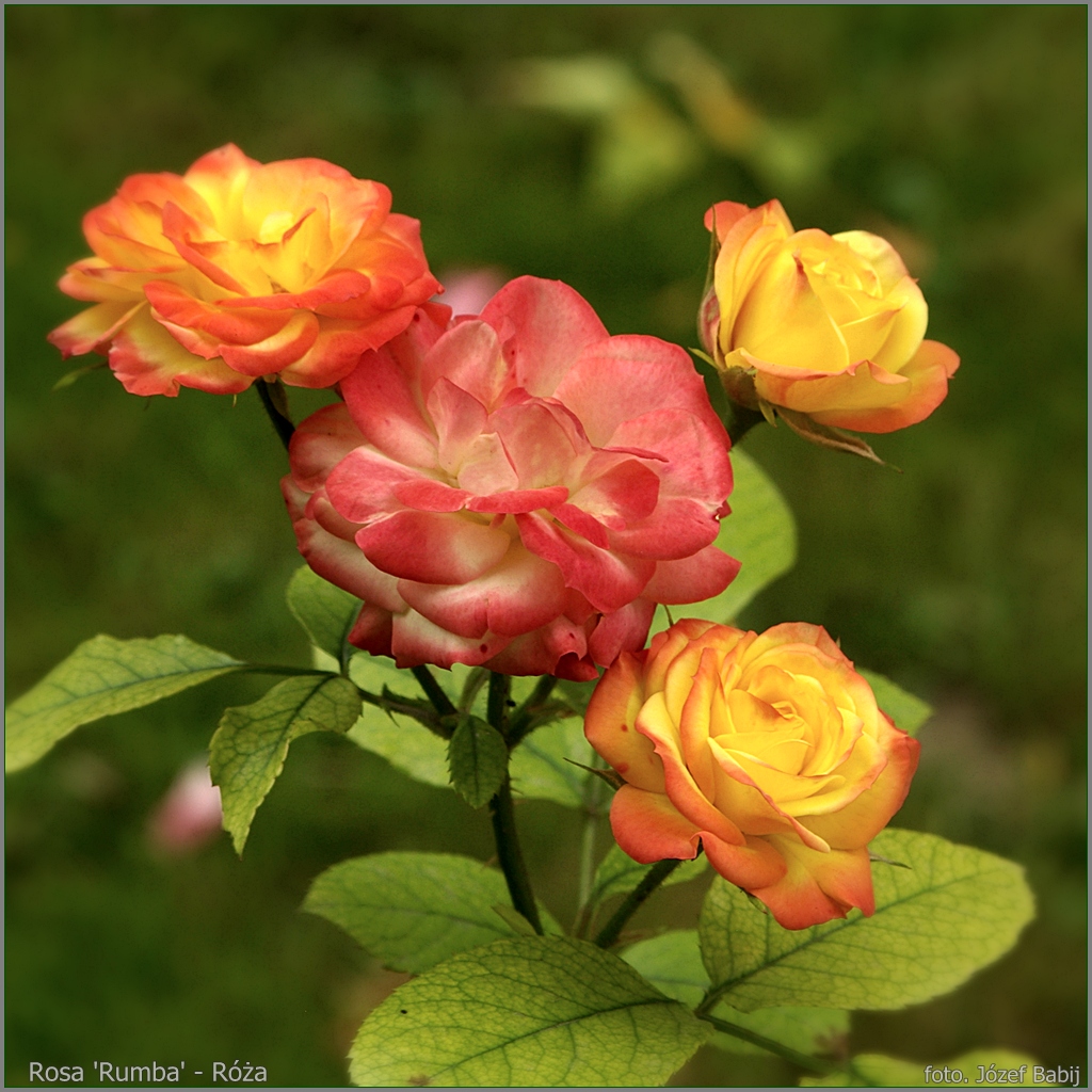 Plant Gallery - Encyklopedia Roślin: Rosa 'Rumba' - Róża 'Rumba'
