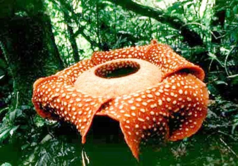 RAFFLESIA ARNOLDII FLOWER photos - wallpapers | the fun bank