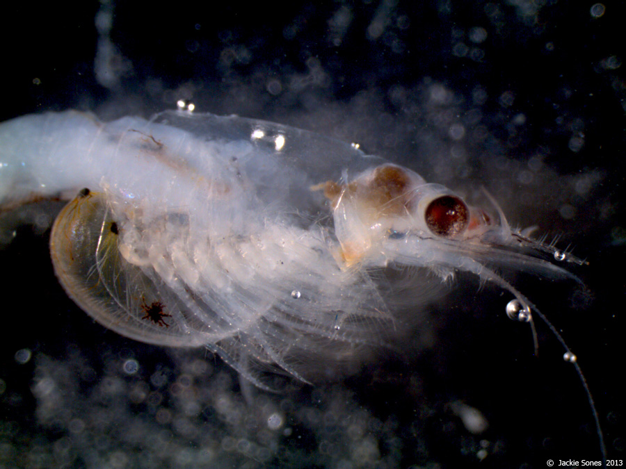 The Natural History of Bodega Head: Following the birds