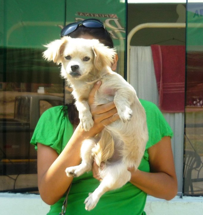 Patitas al aire: Perrita chiquita en adopción!