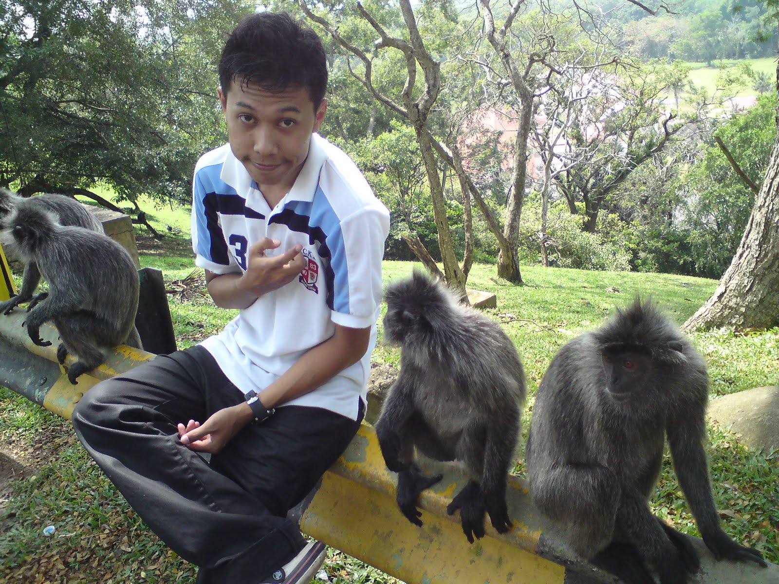 i love animals: A MONKEY LOOK JUST LIKE HUMAN