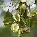 Viswa Bharati Vedic Astrology : Plants used as Patri for Vinaayaka ...