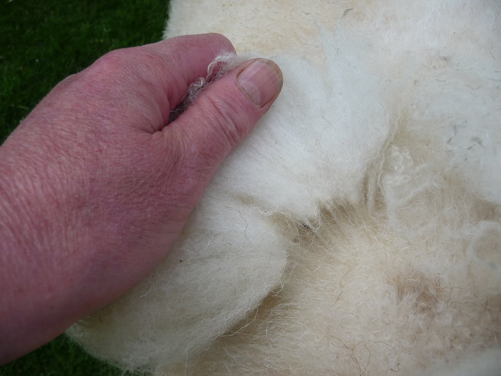 Wool - Tribulations of Hand Spinning and Herbal Dyeing: On the Origin ...