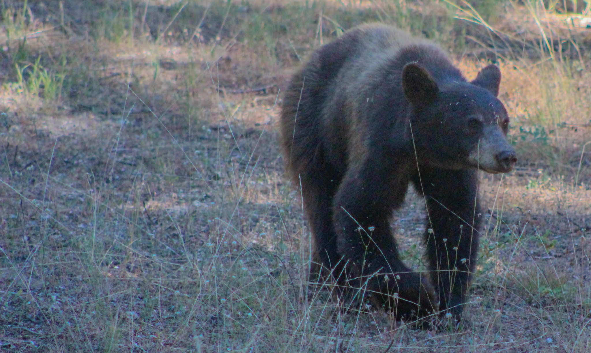 Cannundrums: California Black Bear