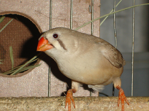 Criação de Mandarins