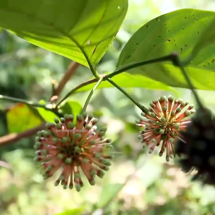 Princess Elizabeth Estate, Hillview: The arduous life of a gambier ...