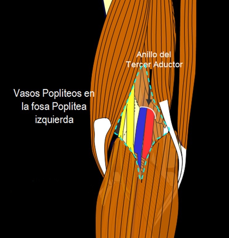 Radiología e Imagenología: Anatomía Radiológica Vascularizacion ...