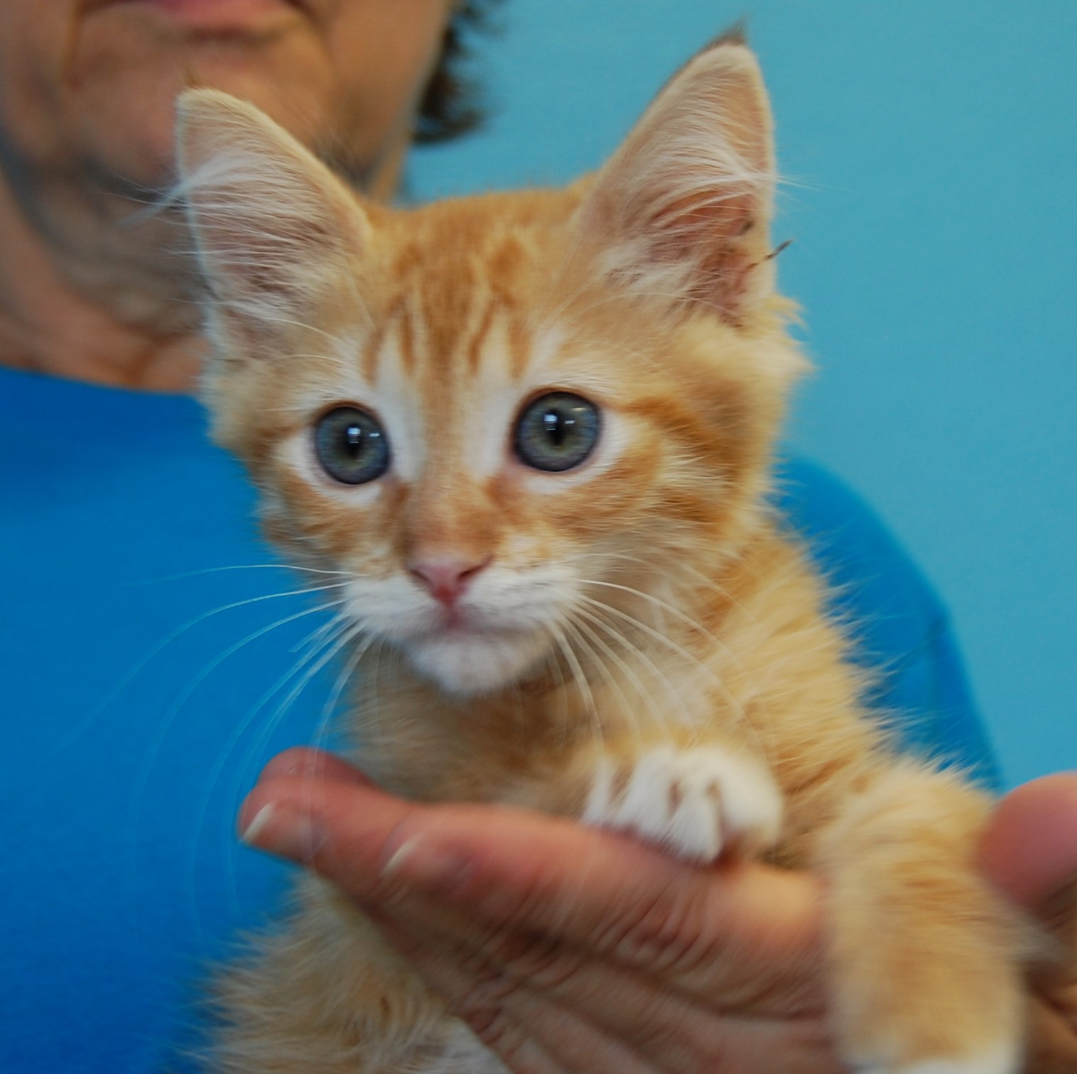 Buddy, Heathcliff, Rayne, and Sunshine