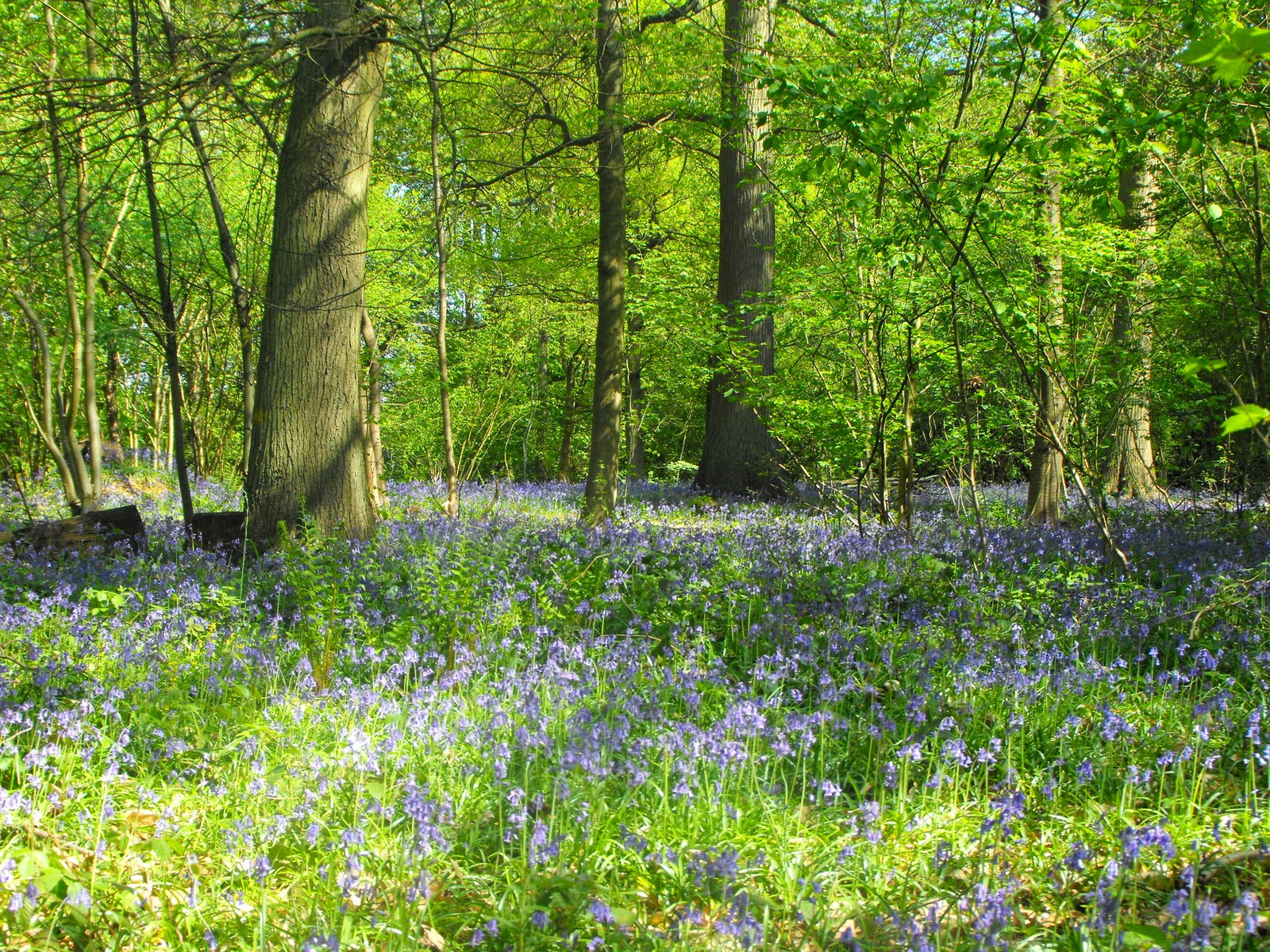 The bluebells of High Elms | The Anger of a Quiet Man