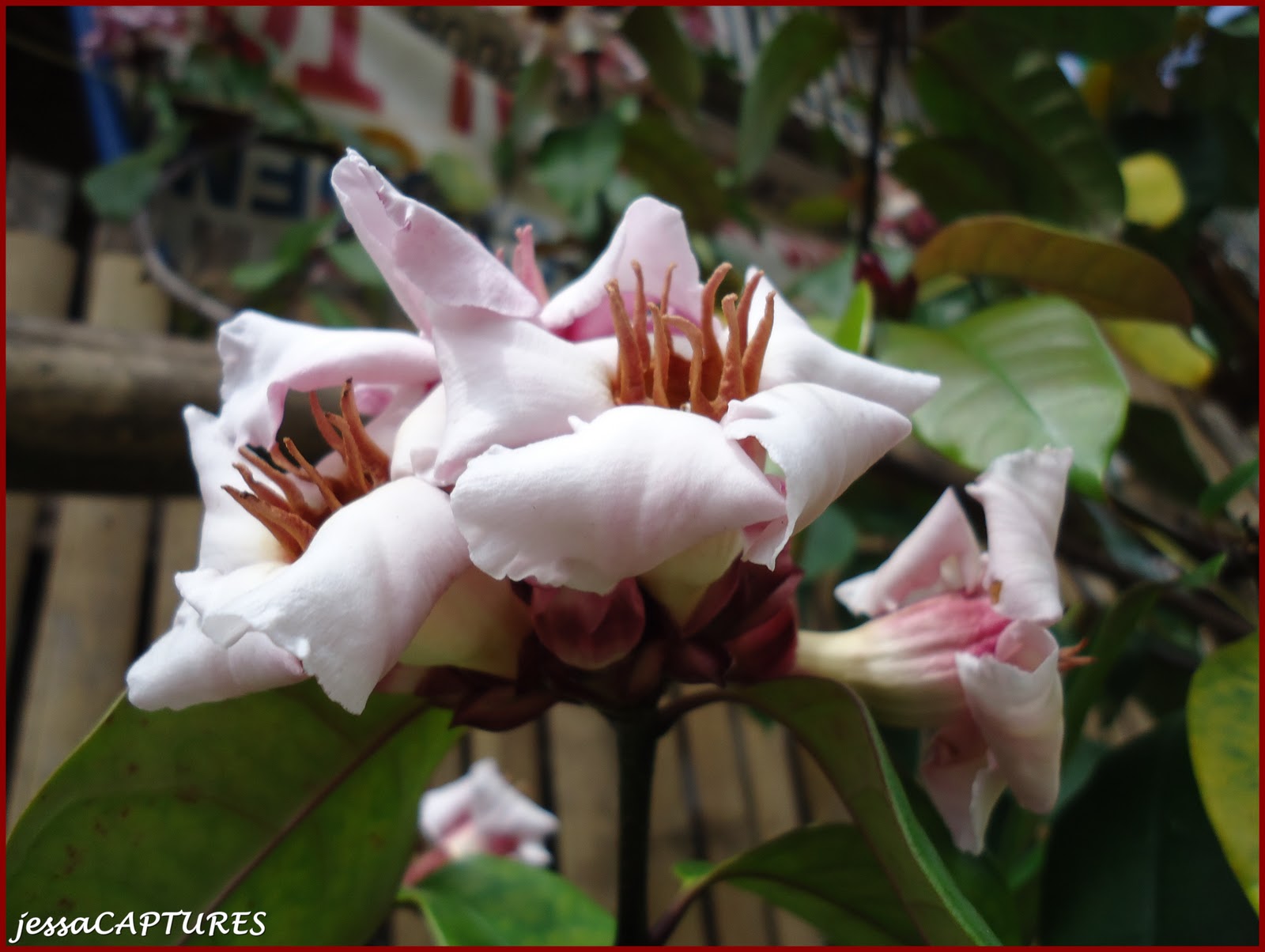 the traveller & her thoughts: BLOOMS