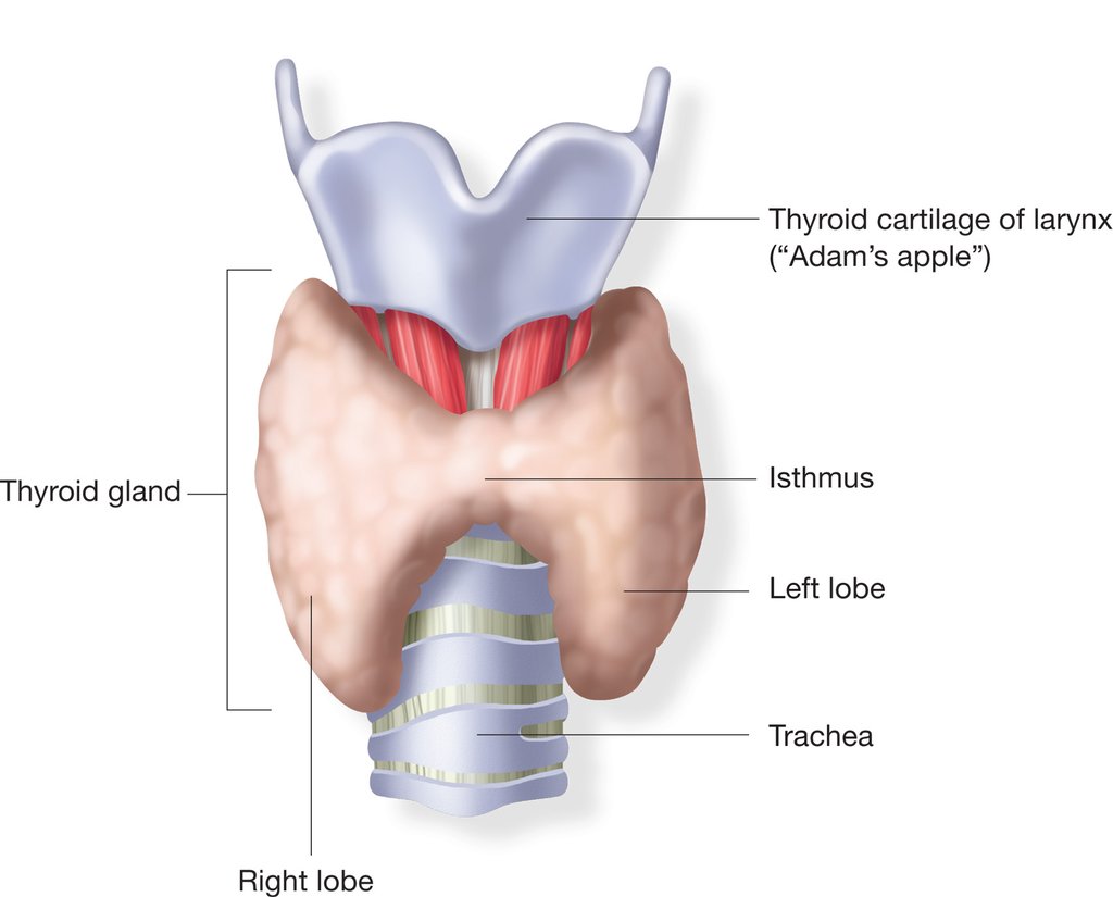 Dietary Hyperthyroidism In Raw Fed Dogs The Dangers Of Feeding dietary-hyperthyroidism-in-raw-fed-dogs-the-dangers-of-feeding