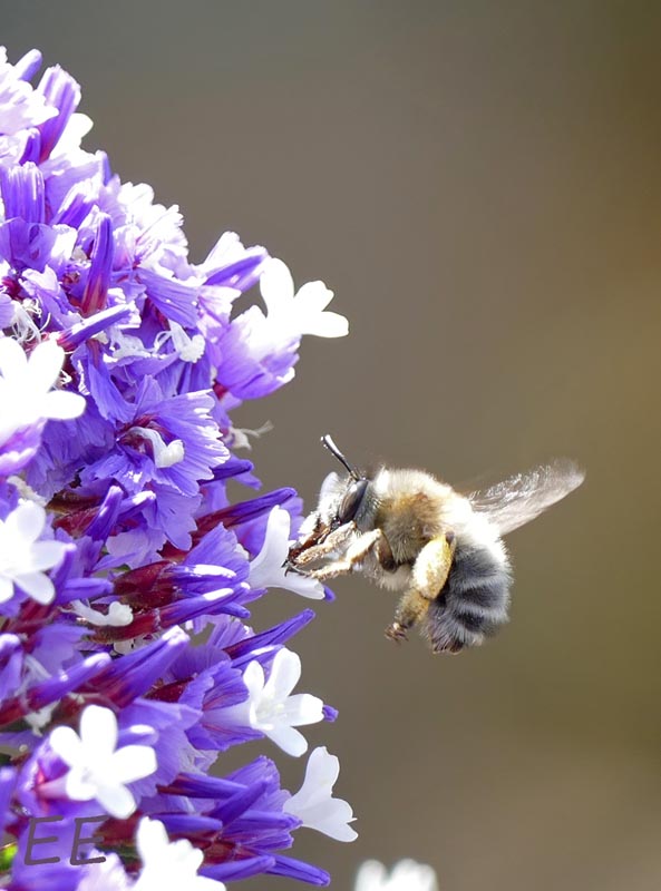 Mallorca es así también: Insectos de primavera en el jardín