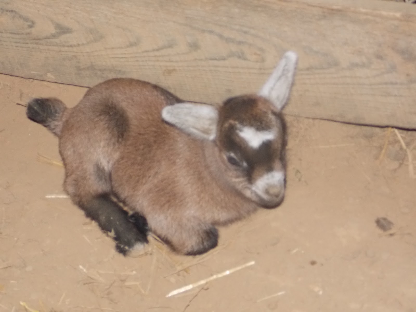 Family Best: We have new baby goats! Yay!