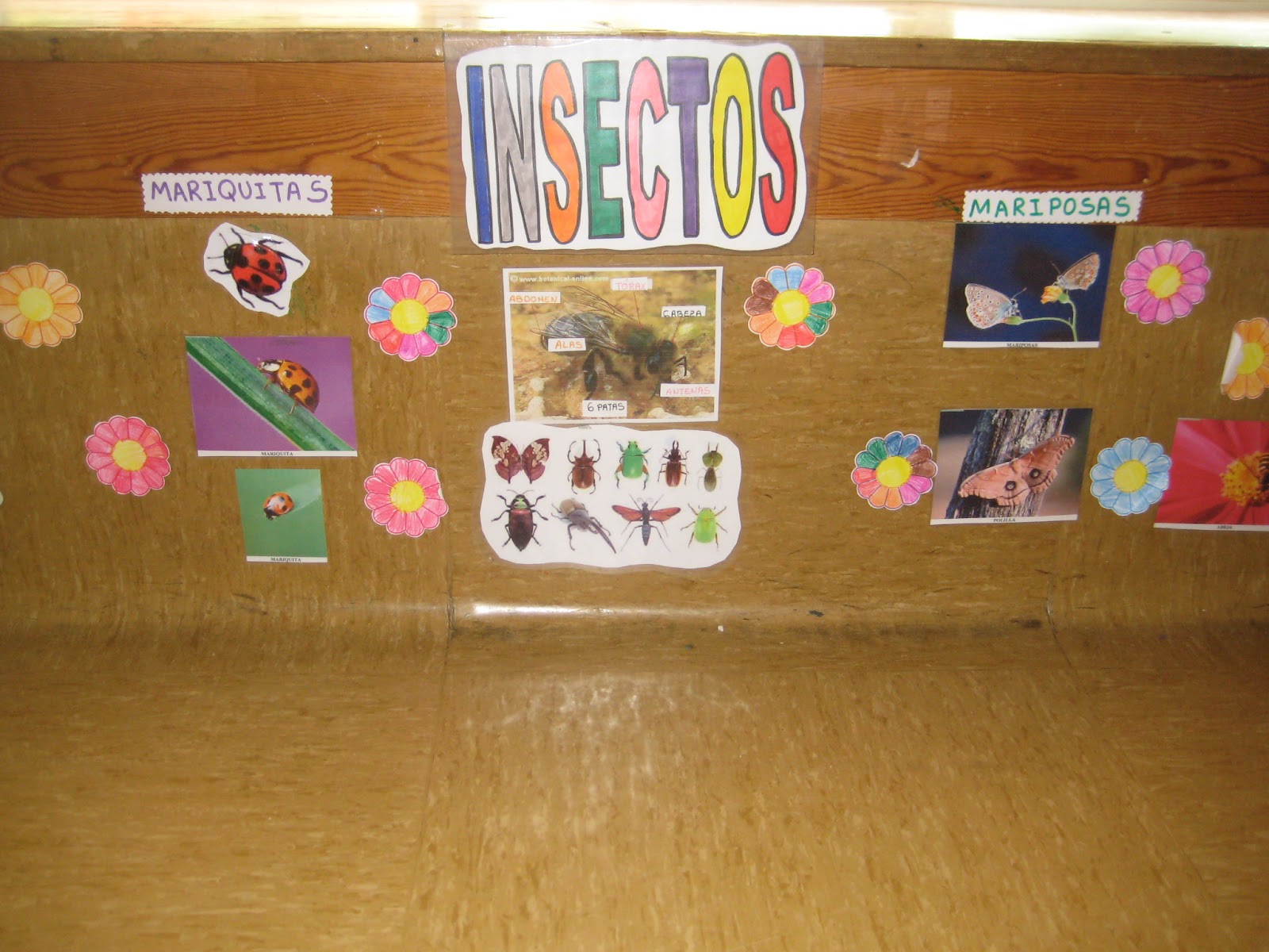 infantil rosalía: LOS INSECTOS