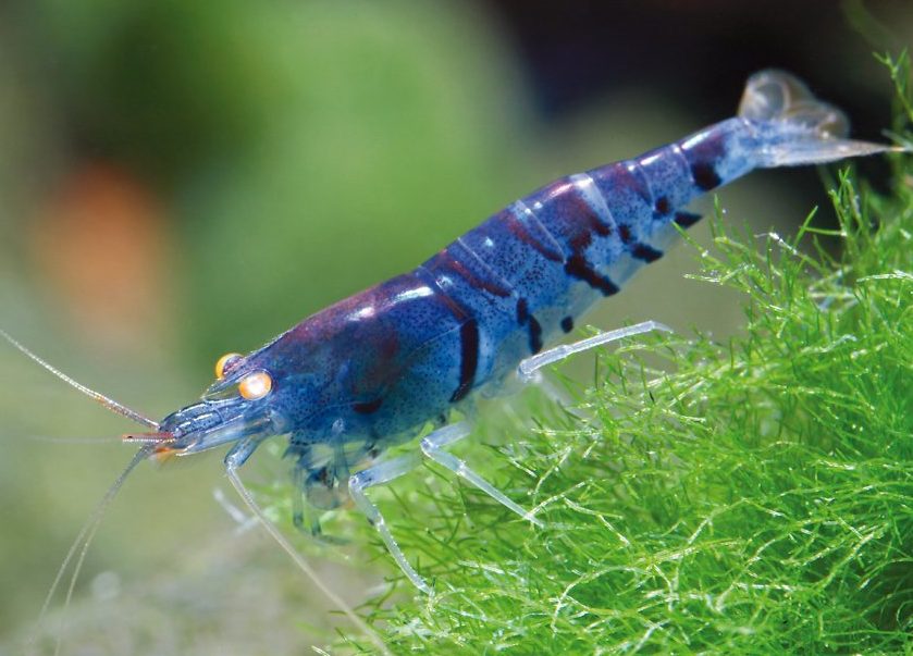 shrimp & moss: Caridina cf. cantonensis var. Tiger Blue