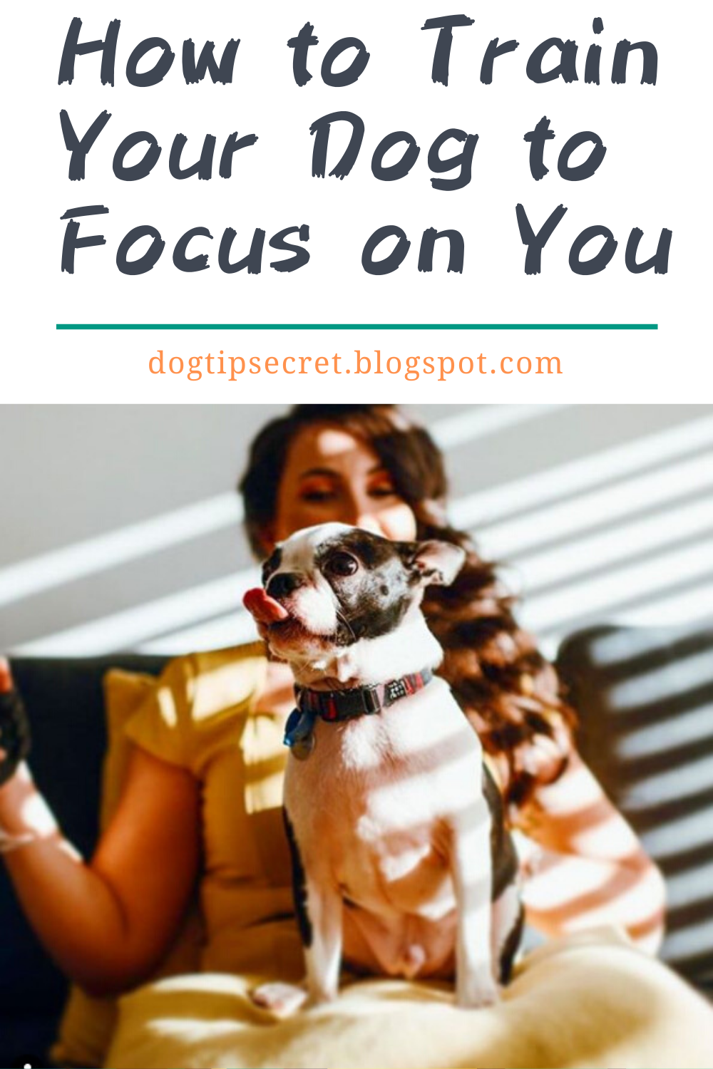 How to Train Your Dog to Focus on You | Dog Tips Secret | Dog Tips Secret