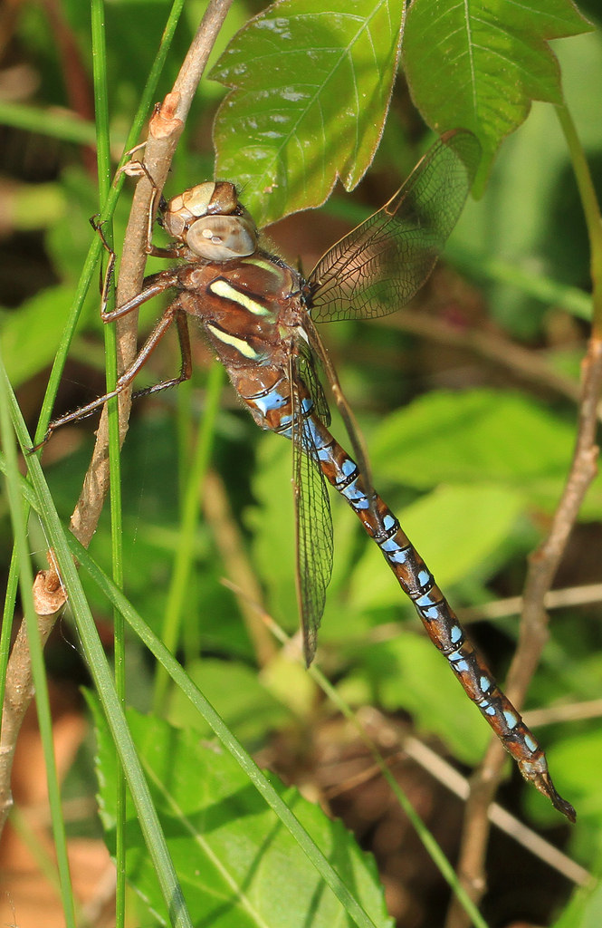 Earth and Space News: Springtime Darner Dragonfly Habitats: Small Eyes ...