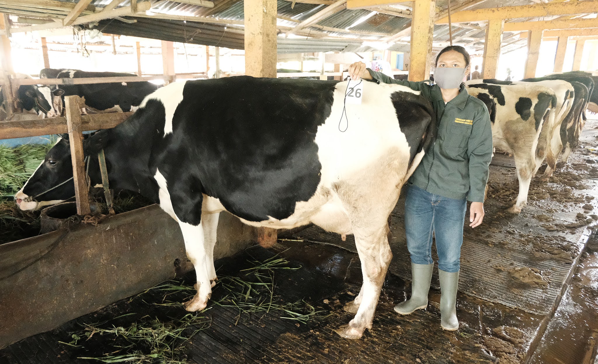 Ternak sapi perah memerlukan asupan pakan yang baik, berkualitas dan ...