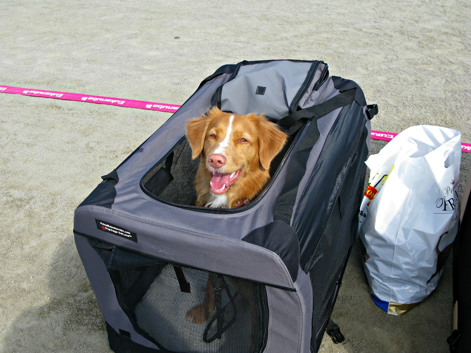 Tara Tolleri: Taran uusi häkki