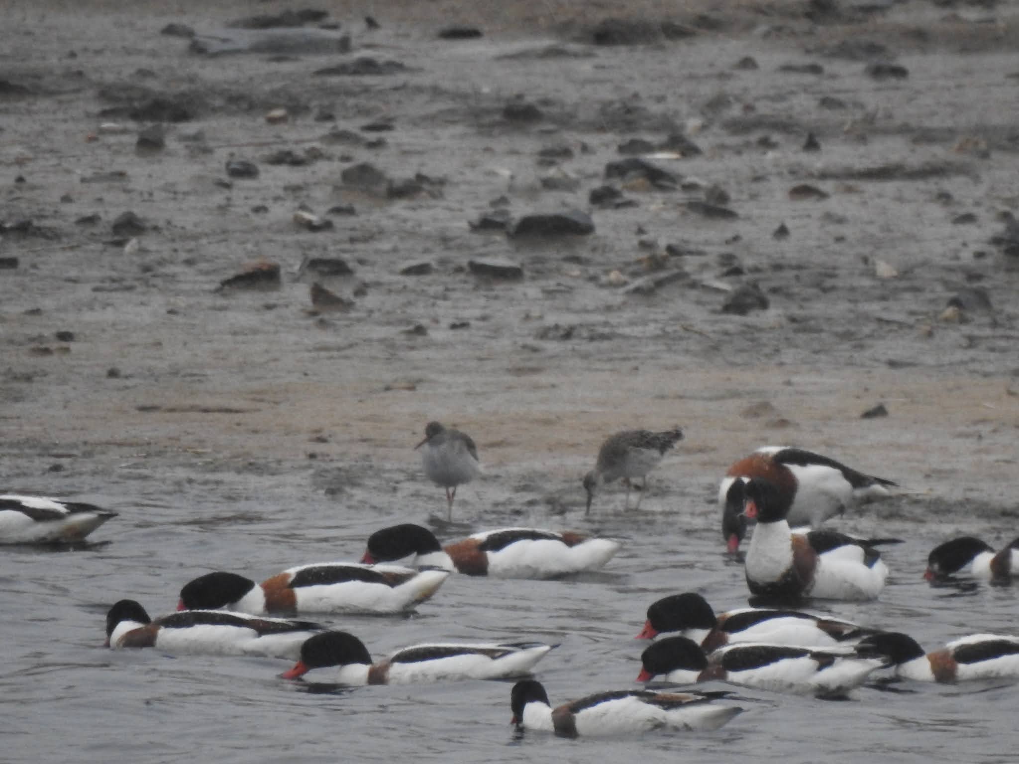 PASARI DIN ROMANIA: FLUIERAR CU PICIOARE ROSII, Tringa totanus