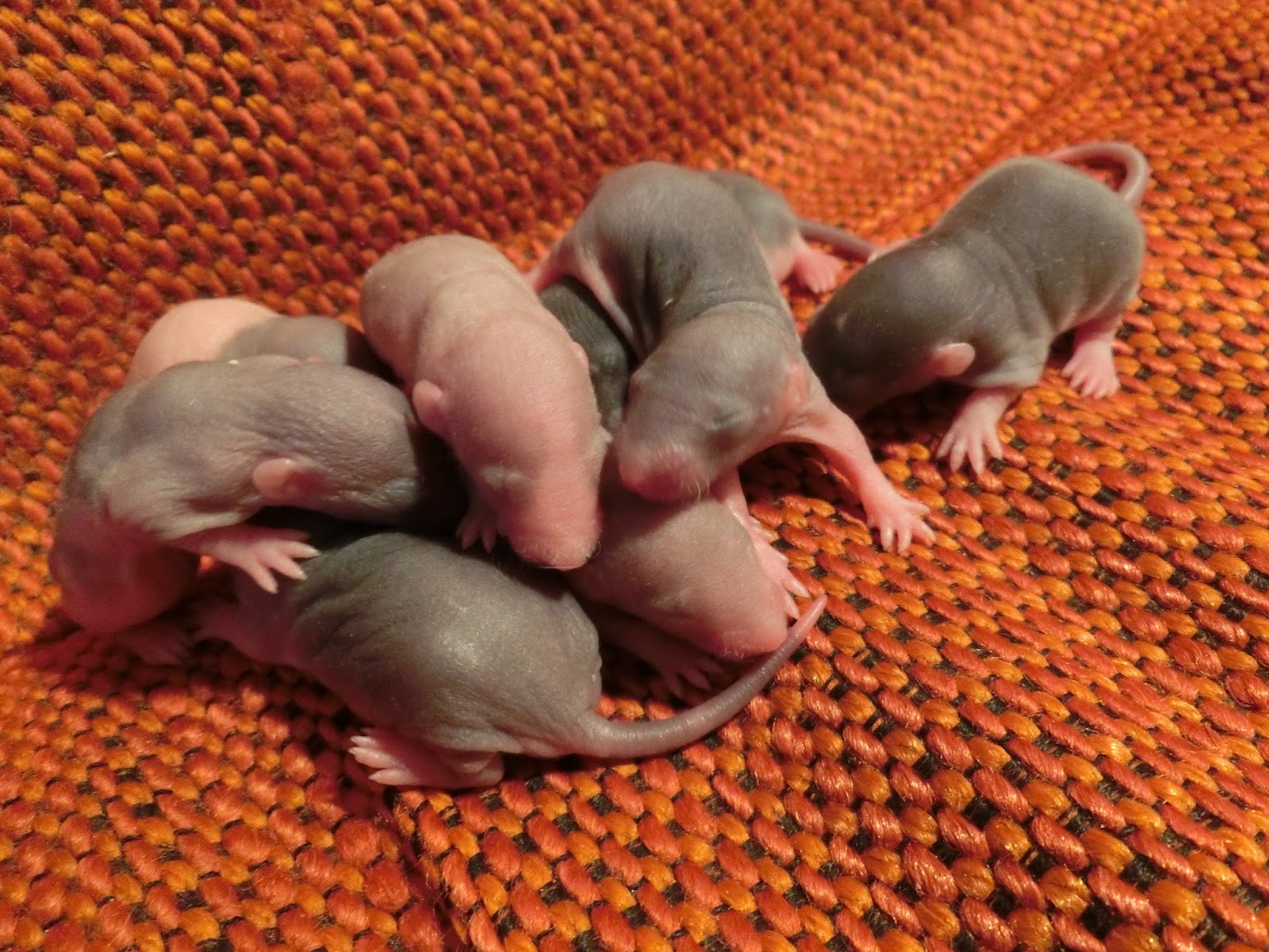 Nau speak: Baby Rat Growth & Development Part 1: the first 10 days