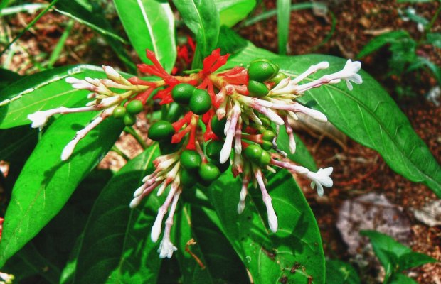 Prinsip-Prinsip dalam Sintesis Senyawa Organik II - E-Chemistry