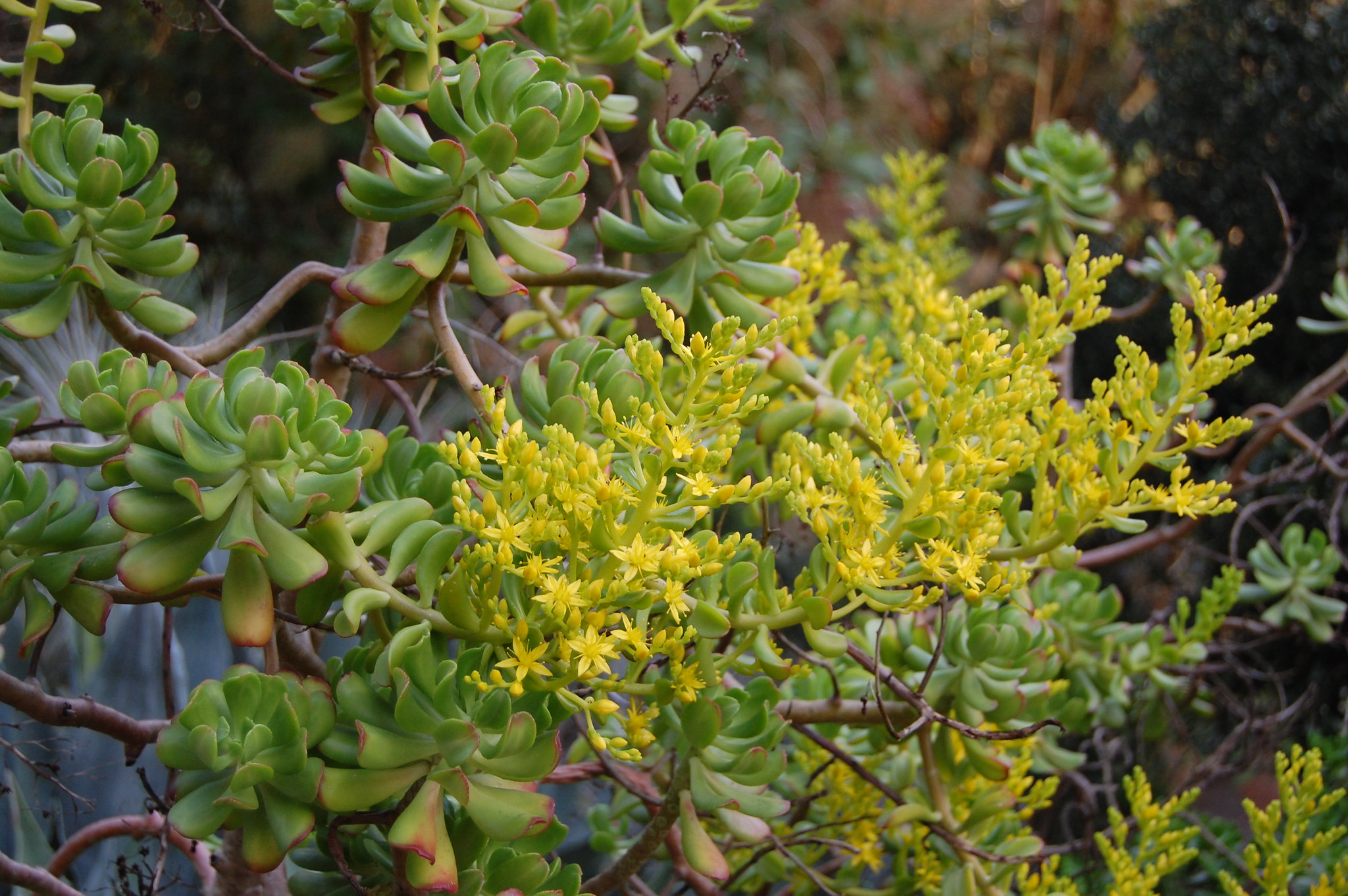Sedum dendroideum - Tree stonecrop care and culture | Travaldo's blog