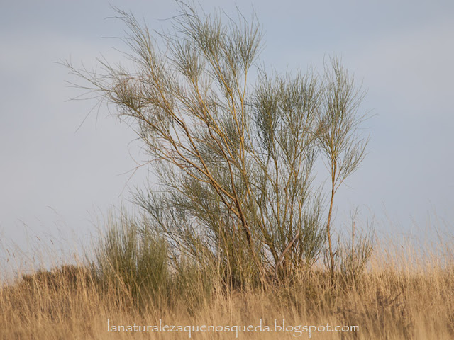 La Naturaleza que nos queda: Van floreciendo las retamas