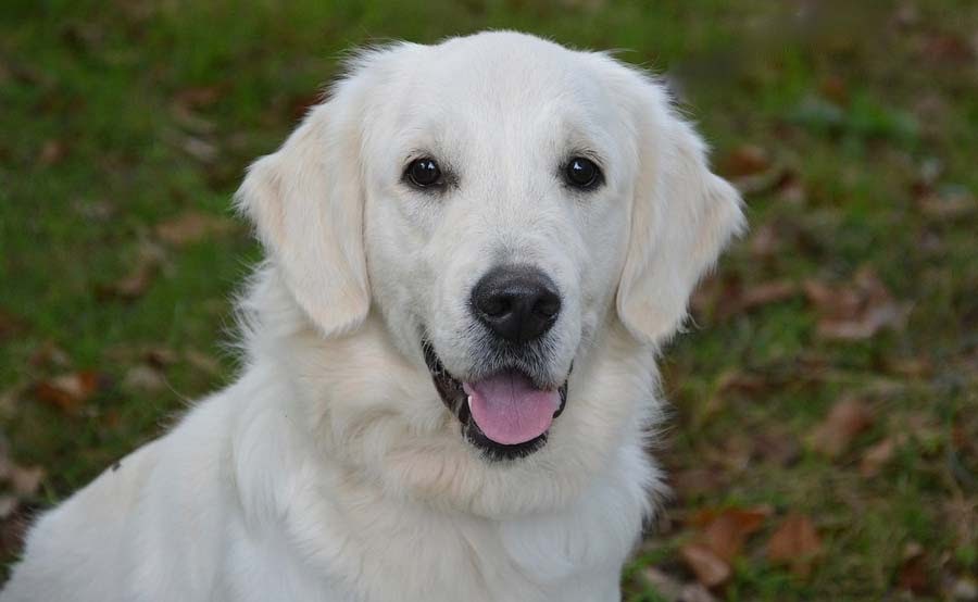 Mga Kwento ng Alamat sa Pilipinas: Alamat ng Aso