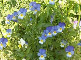 Plante medicinale utile: Trei frati patati