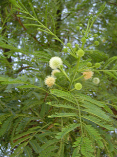 NOSSA TERRA: Leucena- Uma Ótima Opção Para o Semiárido