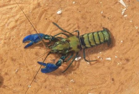Cherax Communis ~ Crayfish | Crawfis | Huna | Lobster Galery