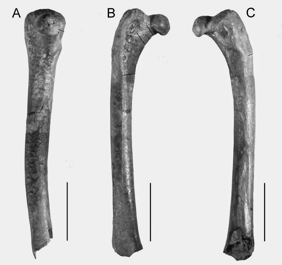 Sciency Thoughts: A Pan-Apodiform Bird from the Early Eocene Green ...