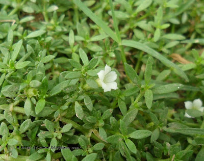 Creeping lickstoop(ভুমিপাত ফুল) - Dentella repens