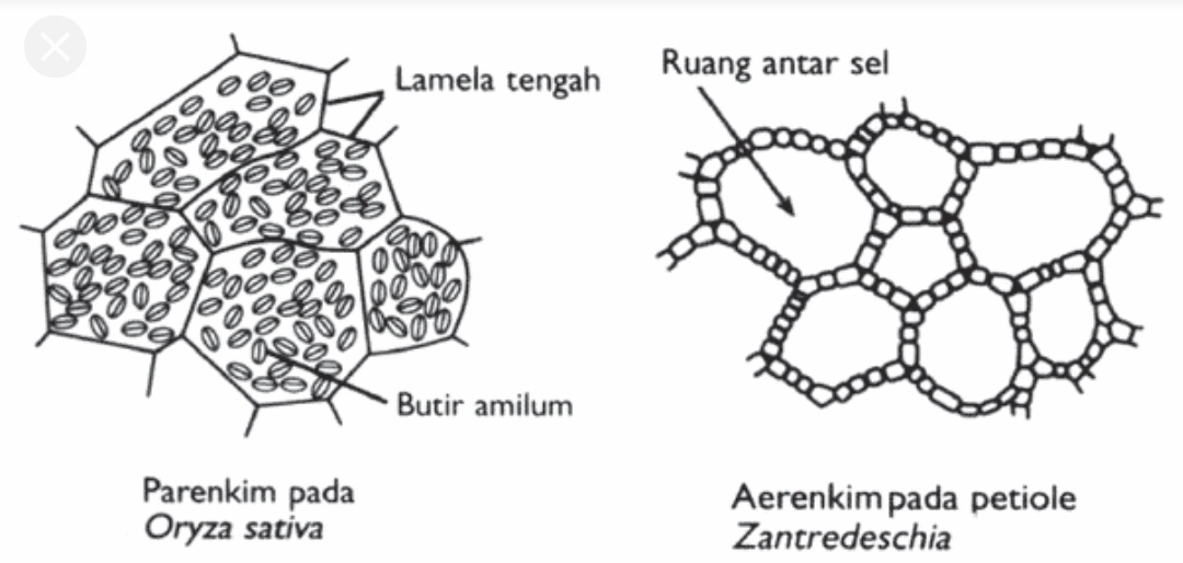 Struktur dan Fungsi Jaringan Pada Tumbuhan
