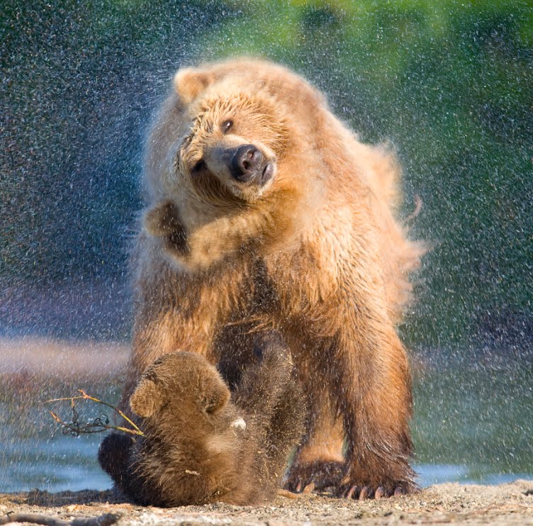 BEAUTY OF WILDLIFE: Some Real and Rare Animals Pictures OF Wonderful ...