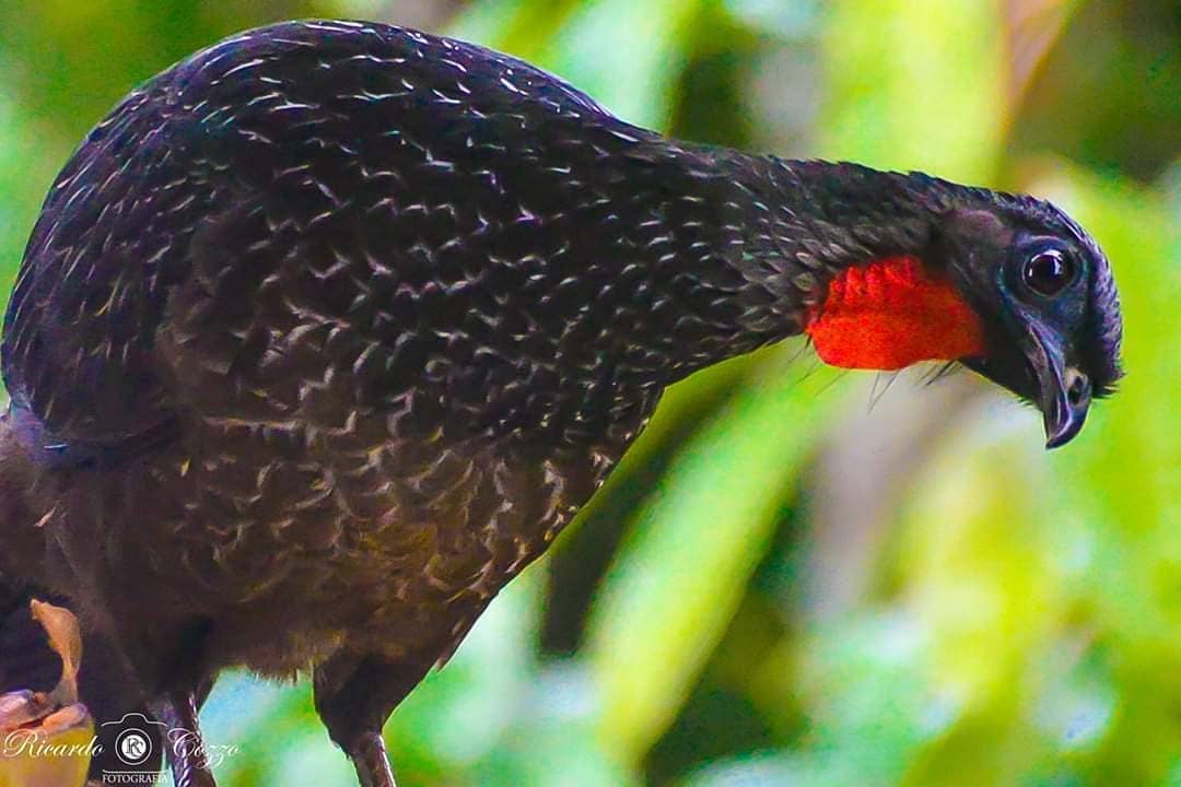 Conheça o café do Jacu ~ Conheça Minas