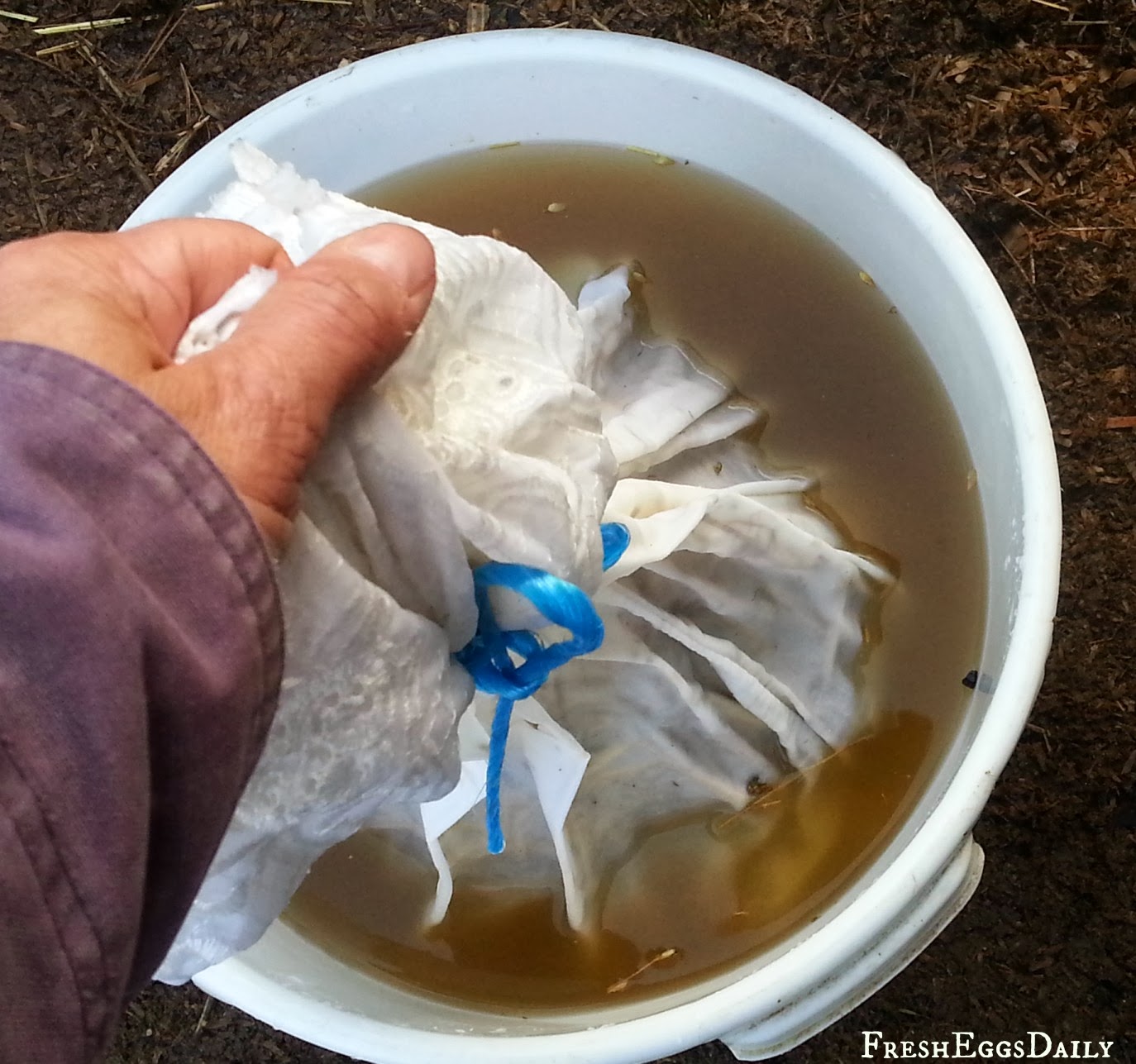 How To Brew Chicken Manure "Tea" for your Garden - Fresh Eggs Daily ...