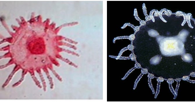 Obelia Sp; Klasifikasi, Morfologi, Habitat Dll - Melek Perikanan