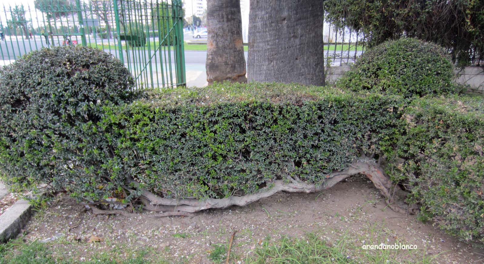 elarbolmiamigo-encinarosa: Mirto / Myrtus communis / Arrayán