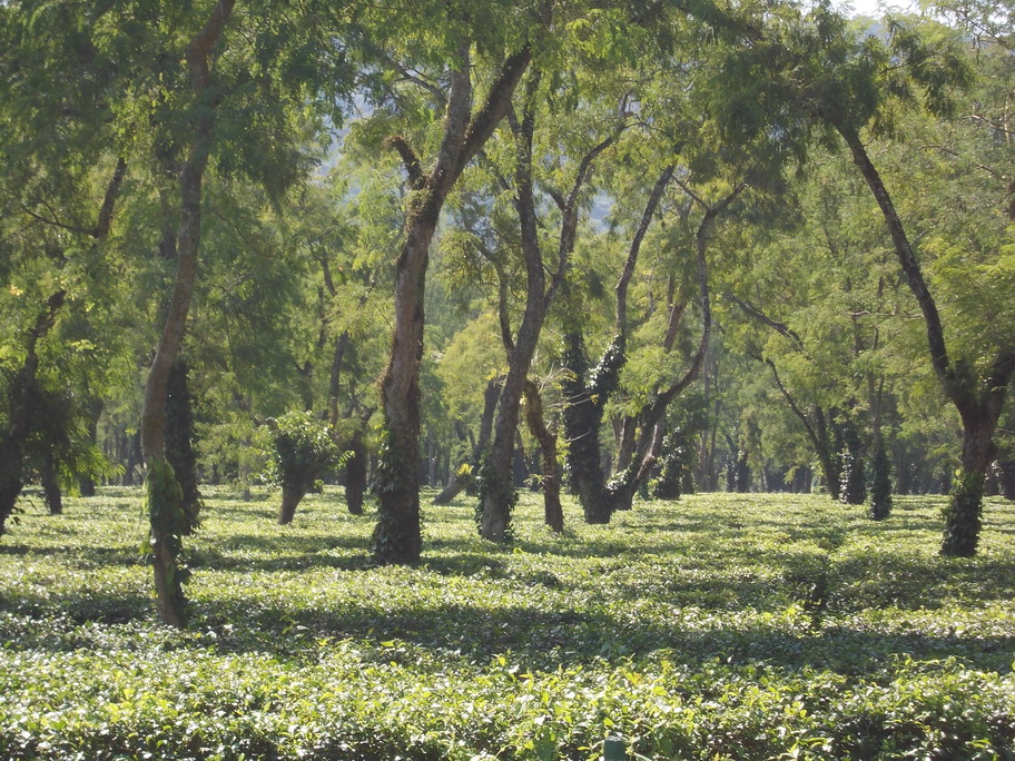 What not to do when travelling: Wandering Around the Kohora Area