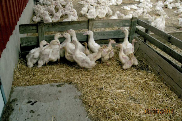 Metzer Farms Duck and Goose Blog: What Causes Runts?