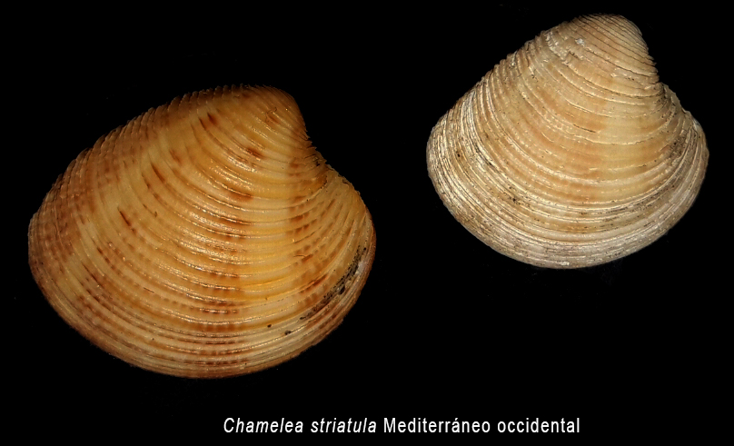 MALACOLOGÍA MEDITERRÁNEA: 2009-12-13