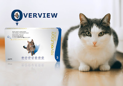 Pet Care Tips: Complete Overview Of Revolution For Cats