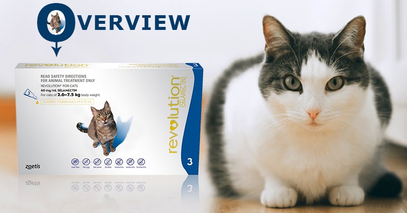 Pet Care Tips: Complete Overview Of Revolution For Cats