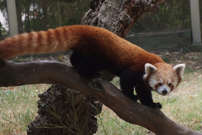 Andy foto natura: Panda rojo