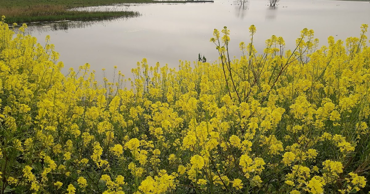 Zuidlaren Daily Photo: Koolzaad